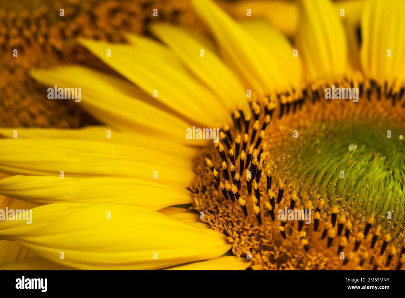 Closeup on the head of sunflower blooming, textures of stamens Stock ...