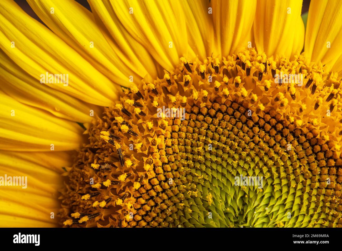 Closeup on the head of sunflower blooming, textures of stamens Stock ...