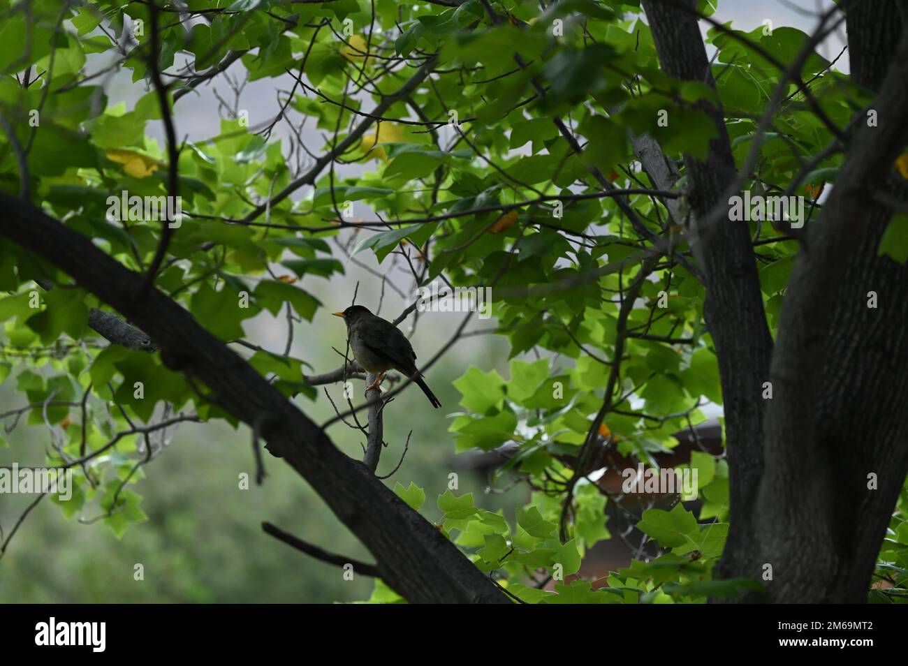 bird on a tree branch Stock Photo - Alamy