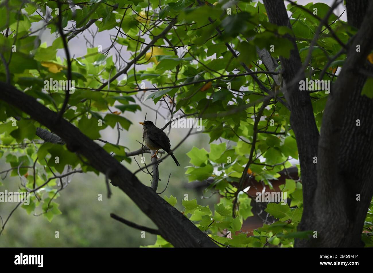 bird on a tree branch Stock Photo - Alamy