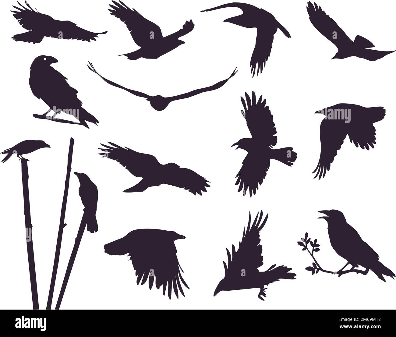 Ravens wings Stock Vector Images - Alamy