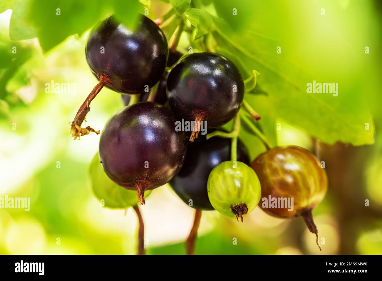 Josta berries of a hybrid of blackcurrant and gooseberry on the ...
