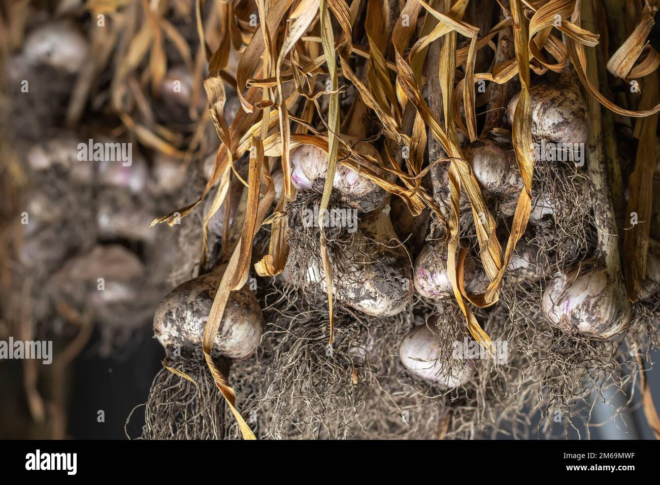 Garlic in bundles dried under roof of rural house. Organic product ...