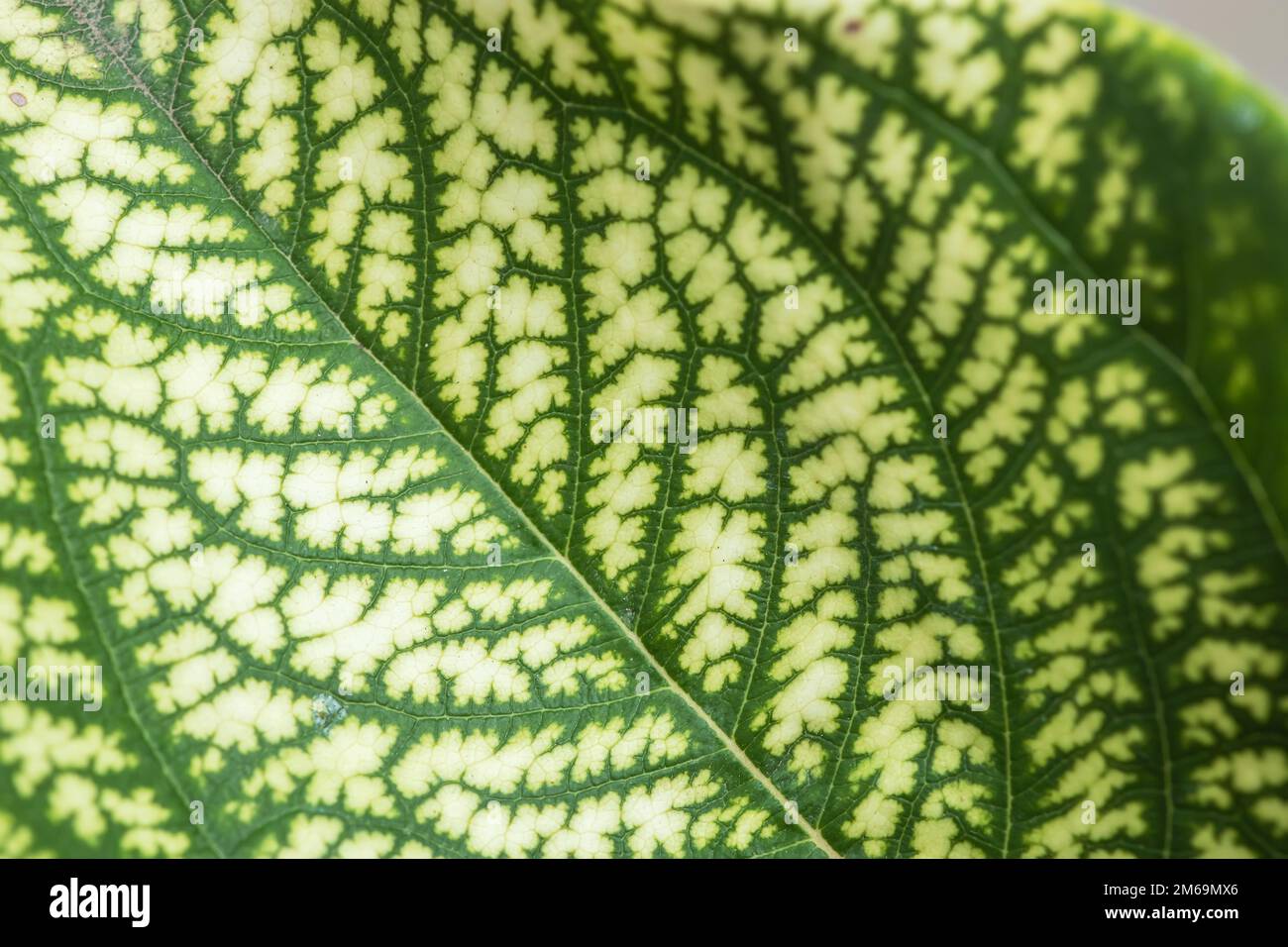 Natural green quince leaf pattern. Foliage leaf texture background ...