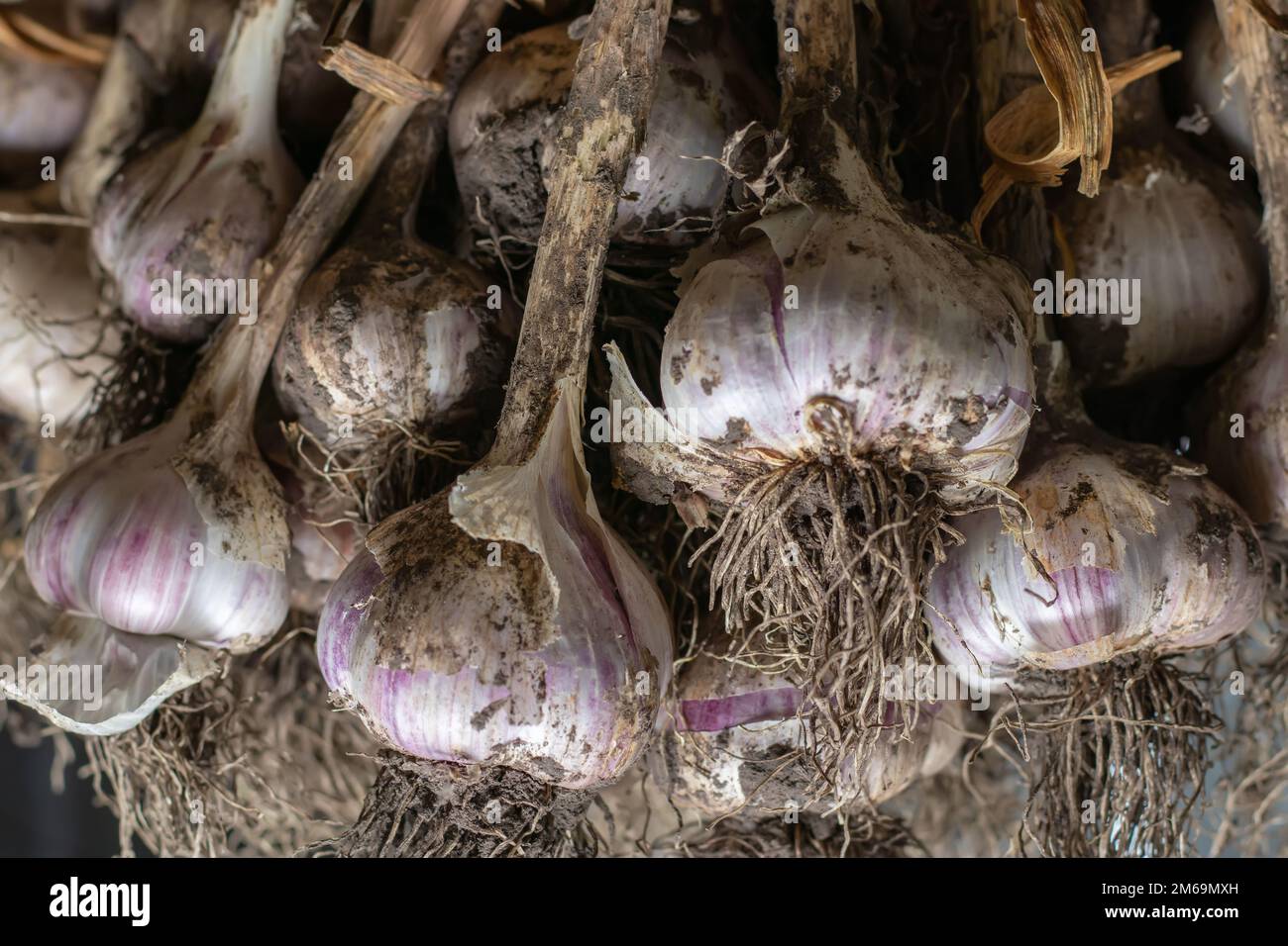 Photo food garlic bulb. Background texture Plant vegetable garlic Stock ...