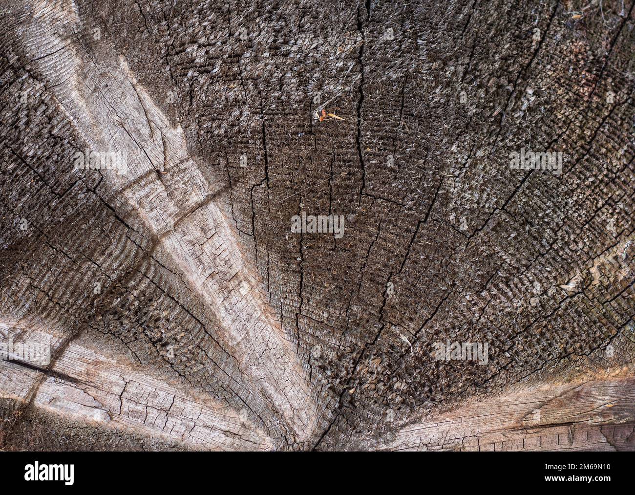 Four pointed deep slit hi-res stock photography and images - Alamy