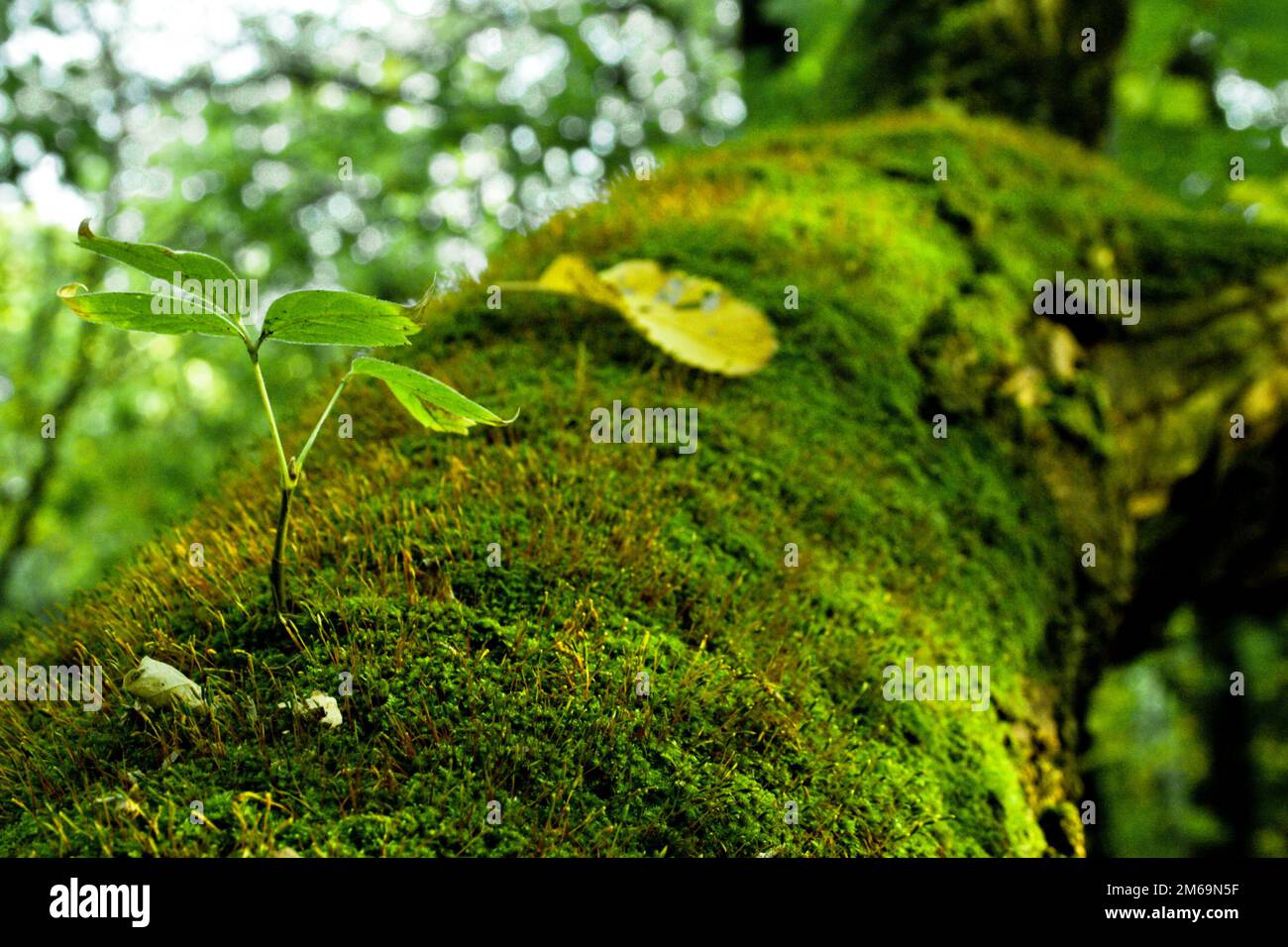 Colourful tree moss hi-res stock photography and images - Alamy