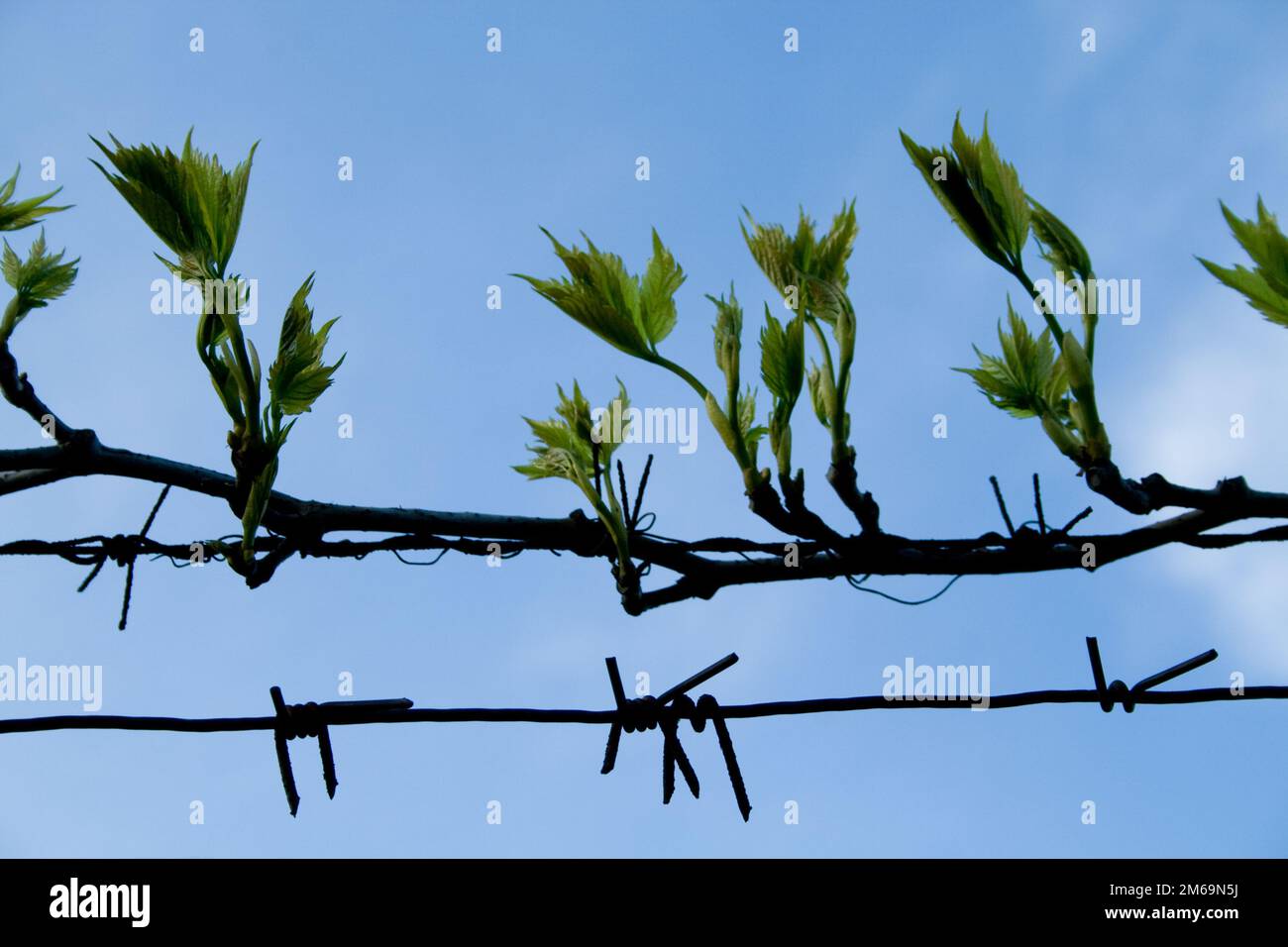 Grapevine wire hi-res stock photography and images - Alamy
