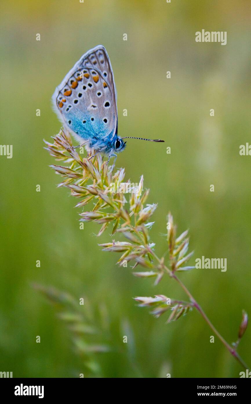 The beautiful blue butterfly on a branch Stock Photo - Alamy