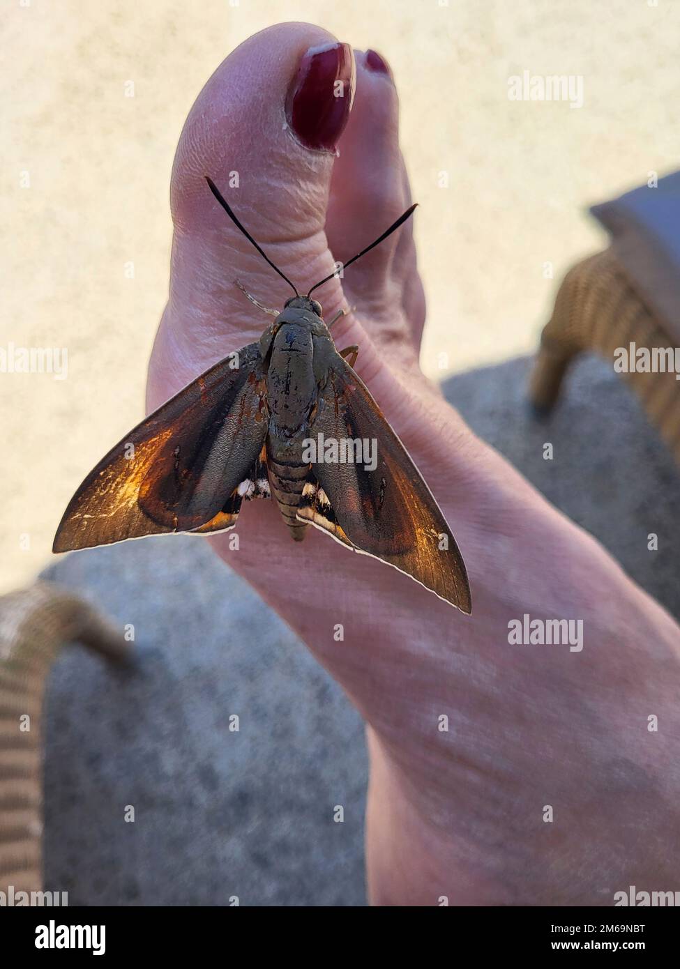 Greece, an exotic butterfly called the palm moth rests on a ...