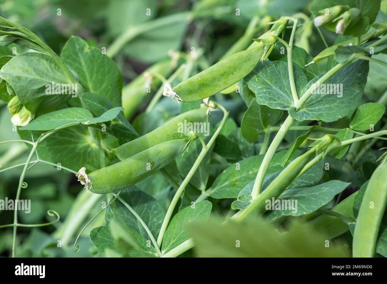 Image of a young pea plant with pods Stock Photo - Alamy
