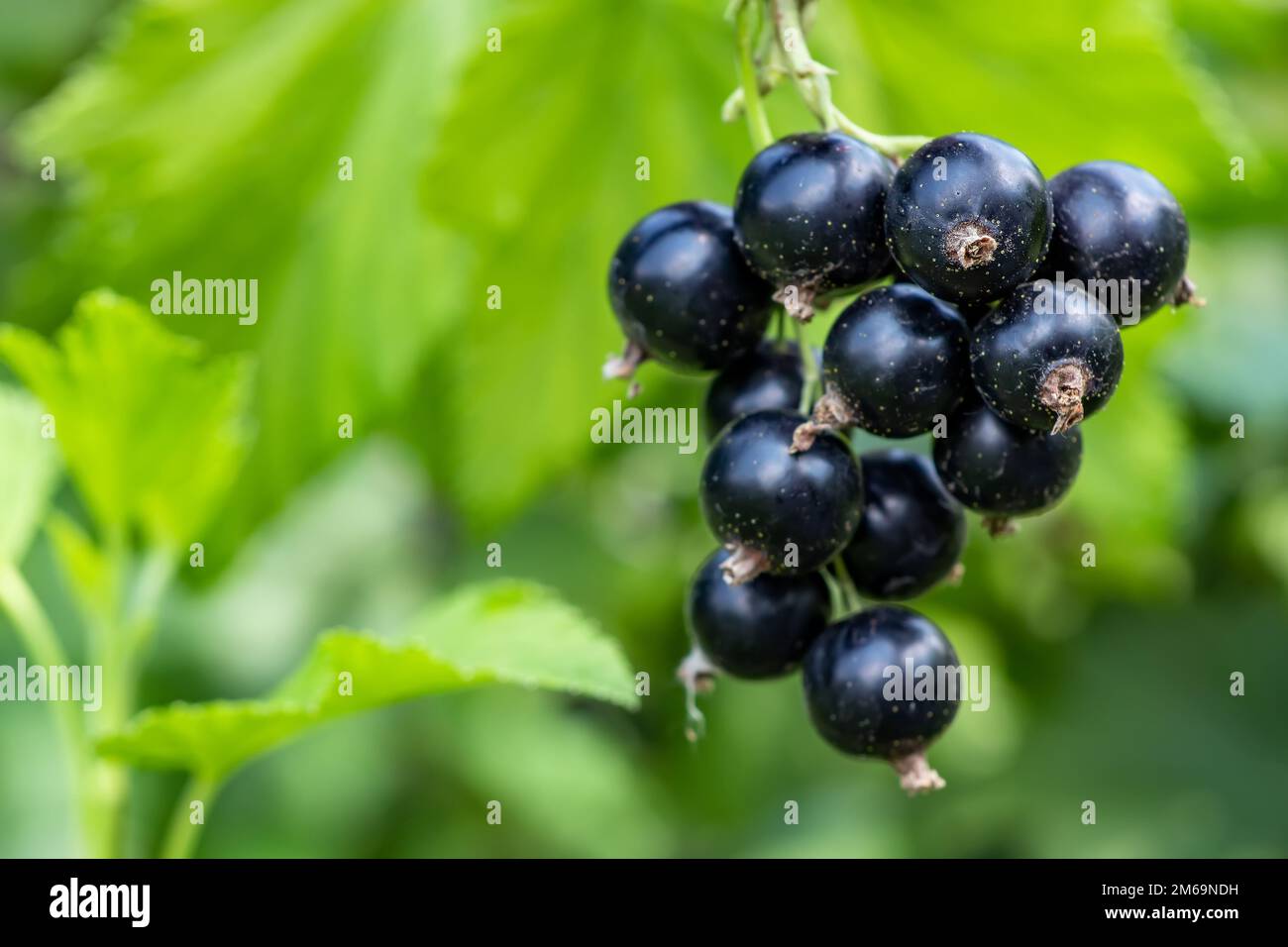 Bush of black currant with ripe bunches of berries and leaves on ...