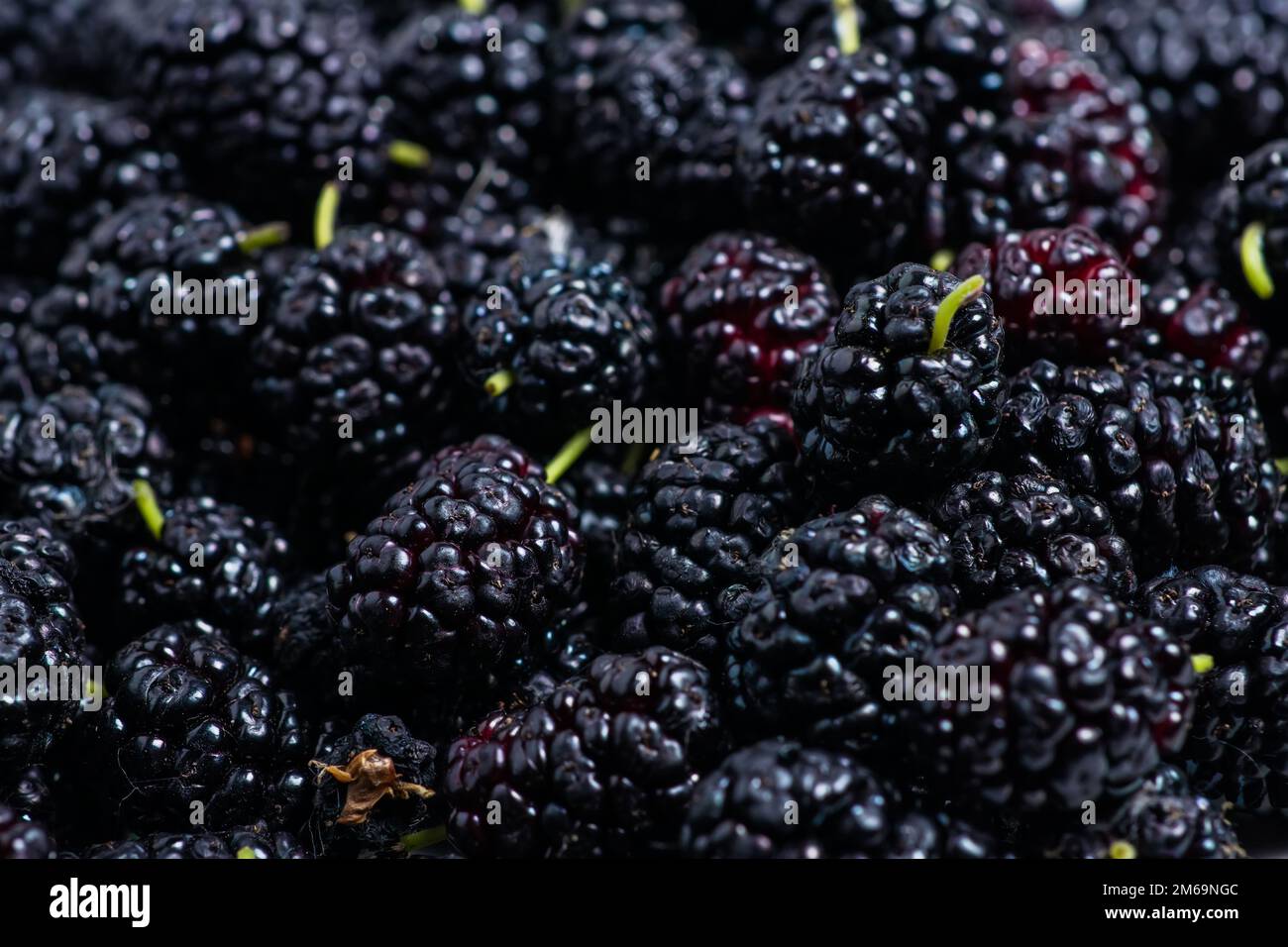 Mulberry background. Fresh Mulberrys top view. Black Berries wide ...