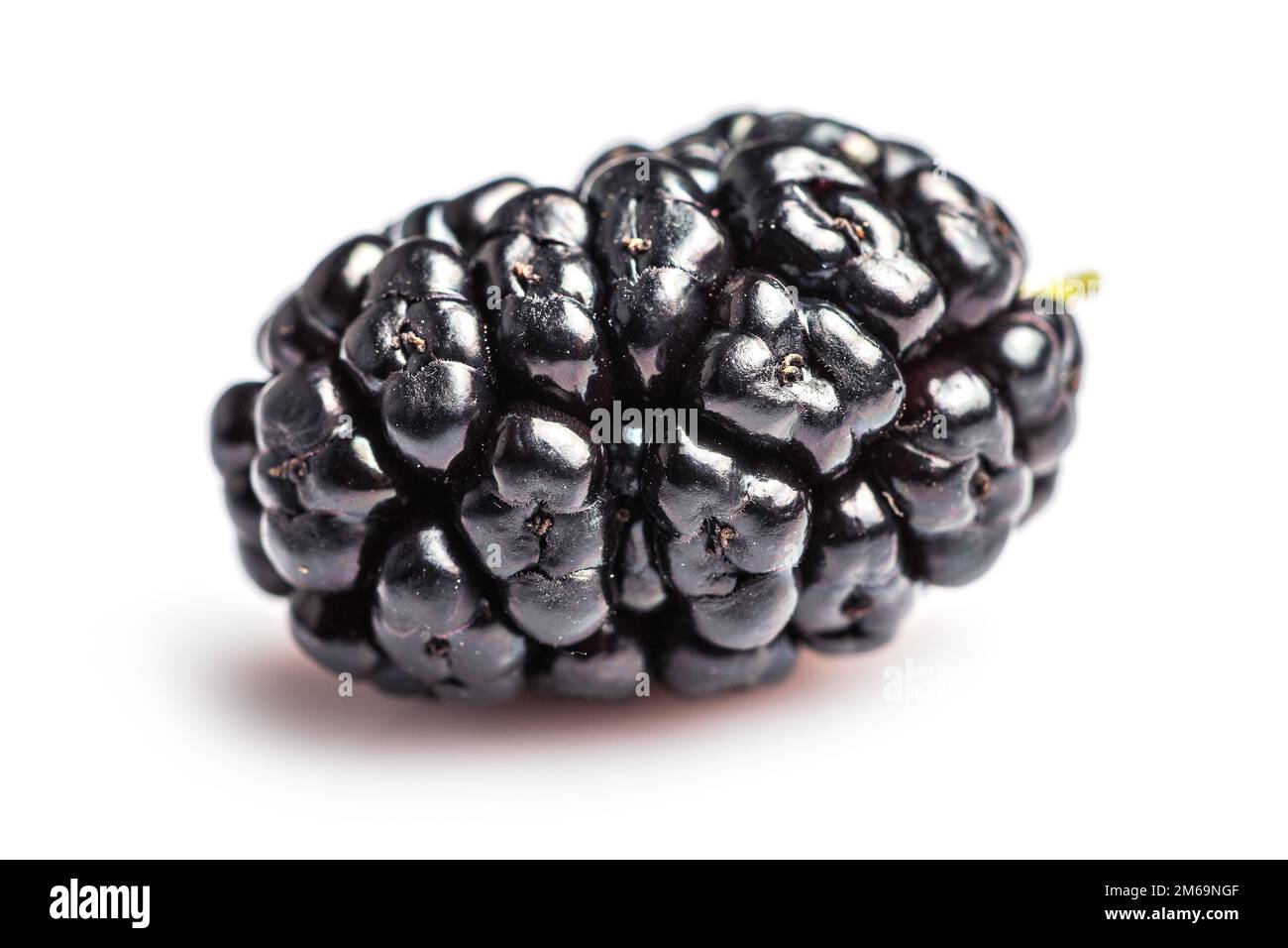 Mulberry berry isolated on white background macro Stock Photo - Alamy