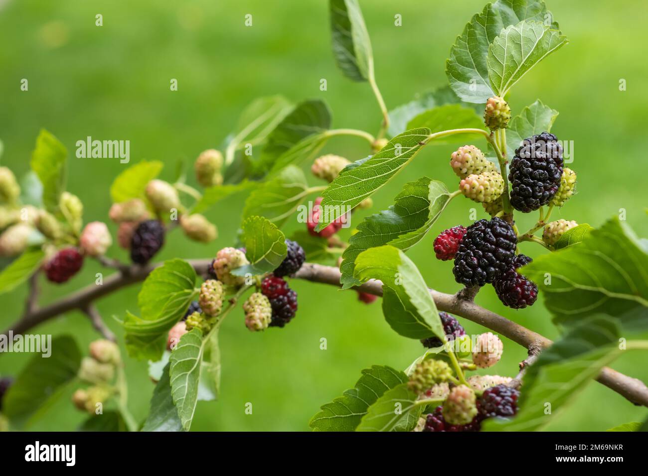 The fruit of black mulberry - mulberry tree Stock Photo - Alamy