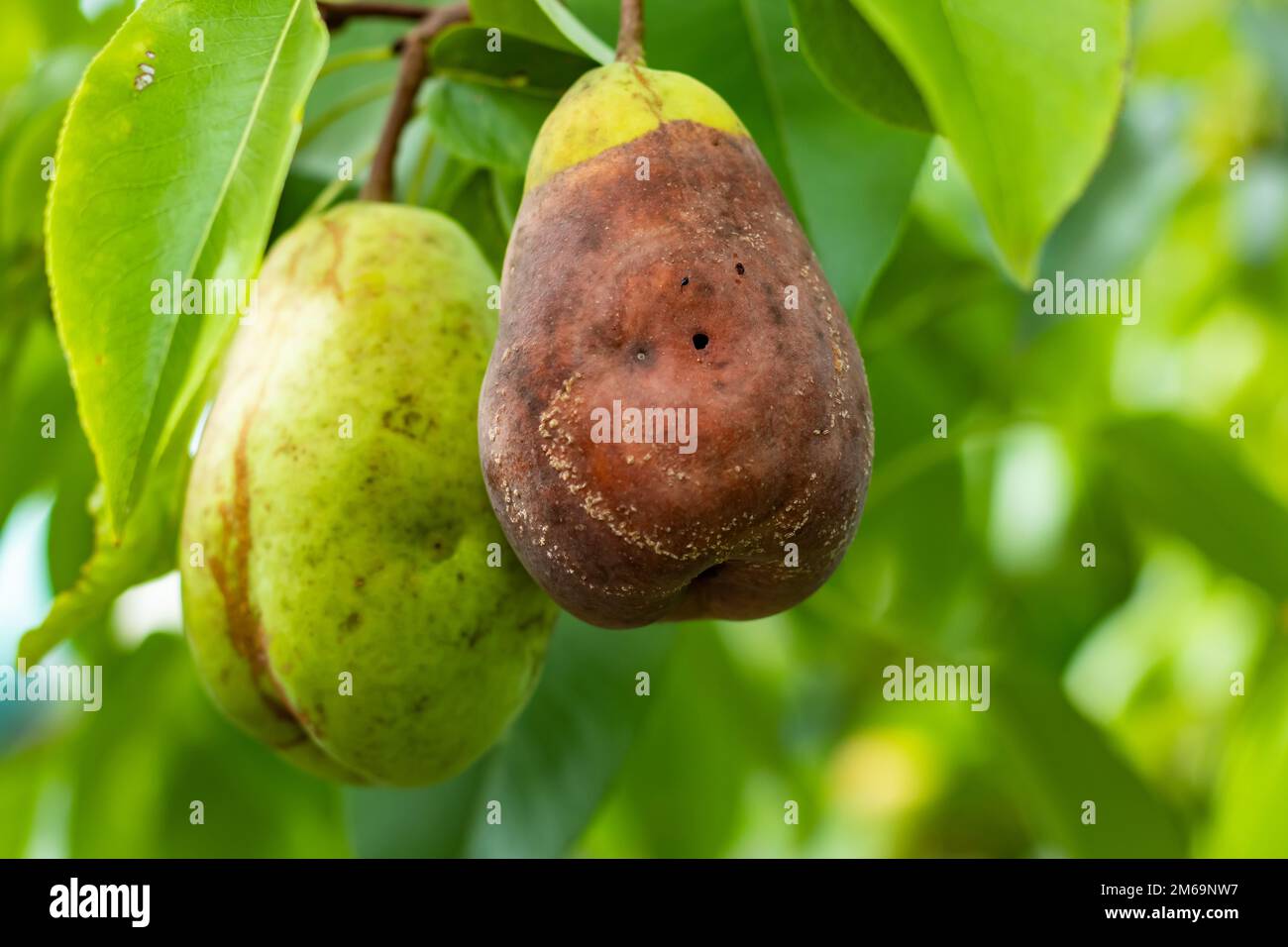 Rotted fruit hi-res stock photography and images - Alamy