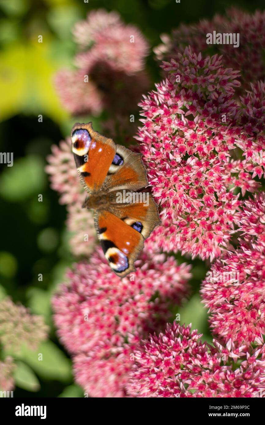 A peacock butterfly is eating on a pink Sedum flower - Hare cabbage. A ...