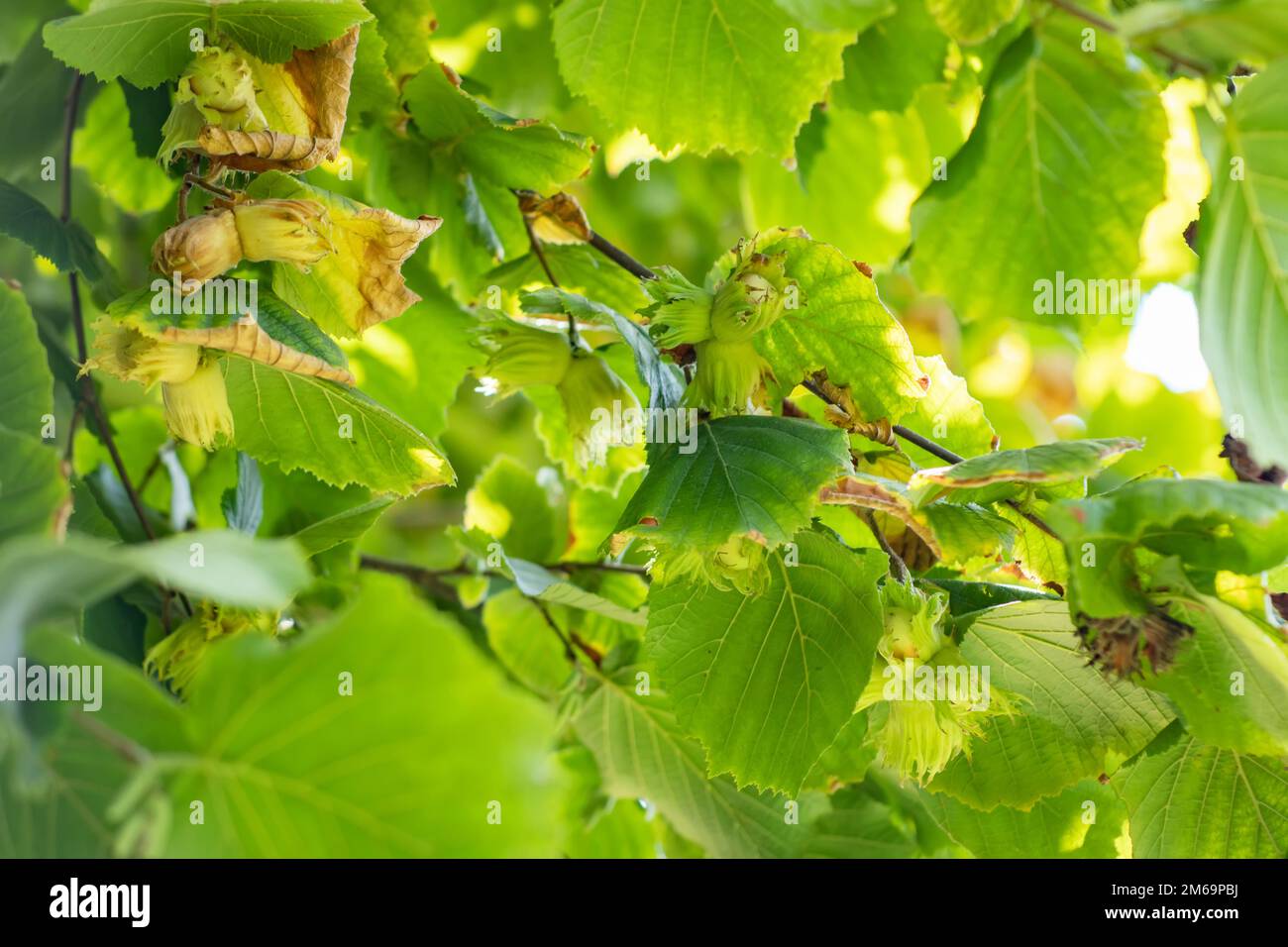 Twisted hazel tree hi-res stock photography and images - Alamy