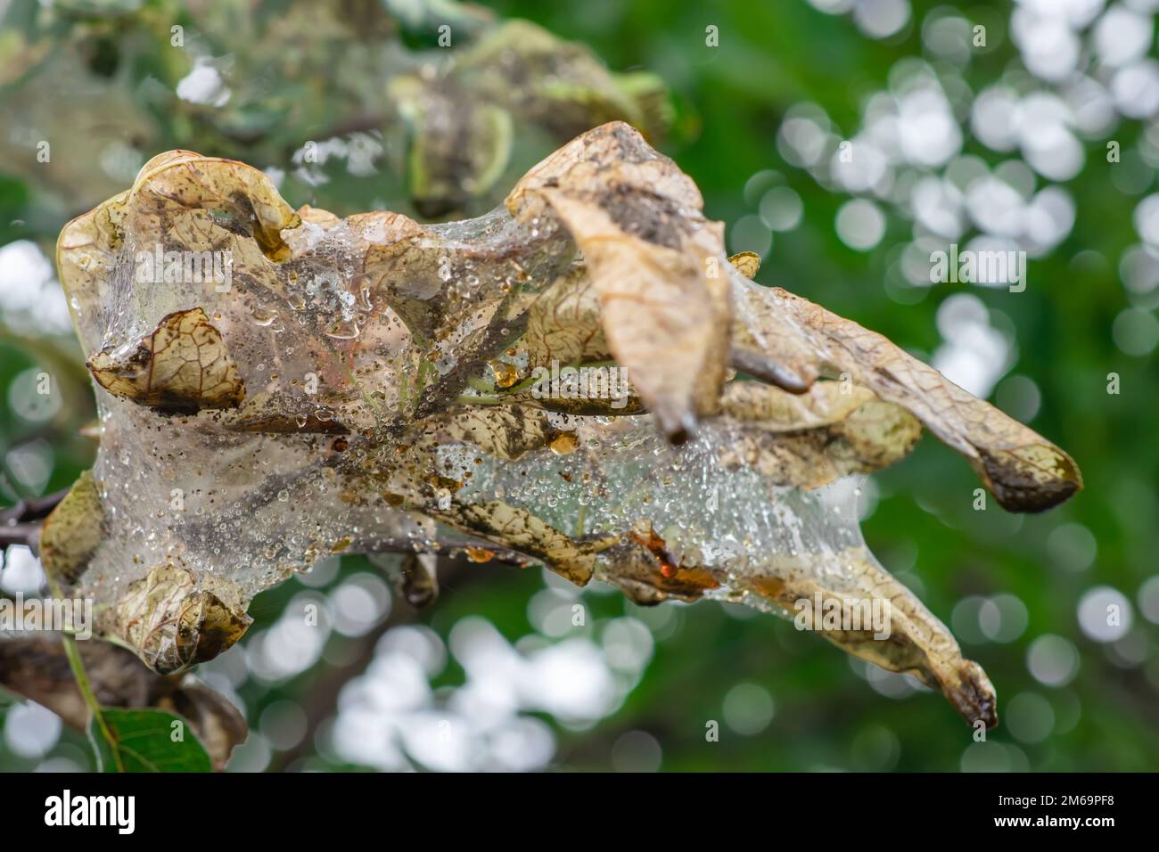 Dry plum tree branch in the web damaged by black aphids Stock Photo - Alamy