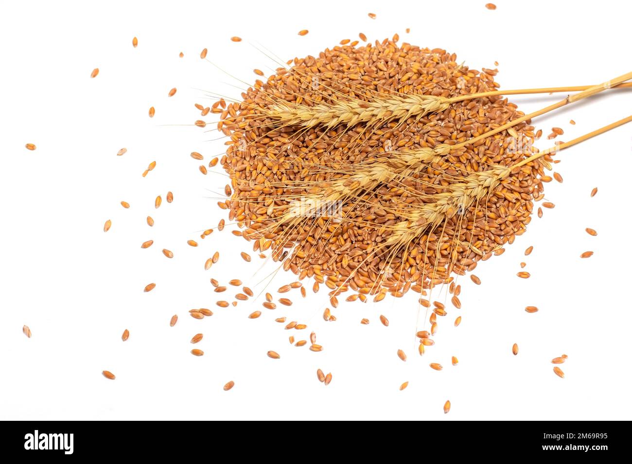 Grain and ears of wheat isolated on white background. Top view Stock ...