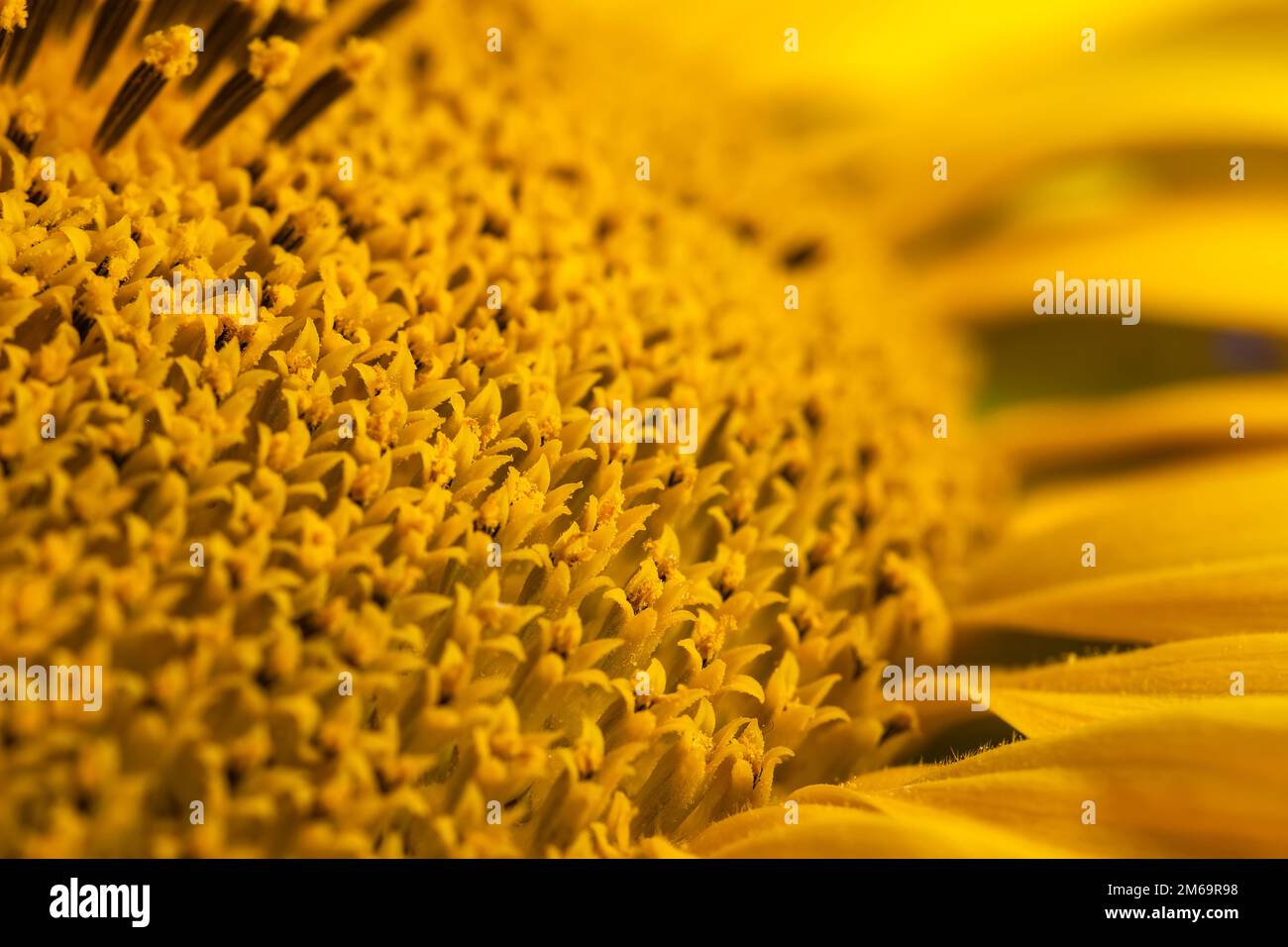 Core of of the flower, texture. Sunflower close-up. Seeds and oil. Flat ...