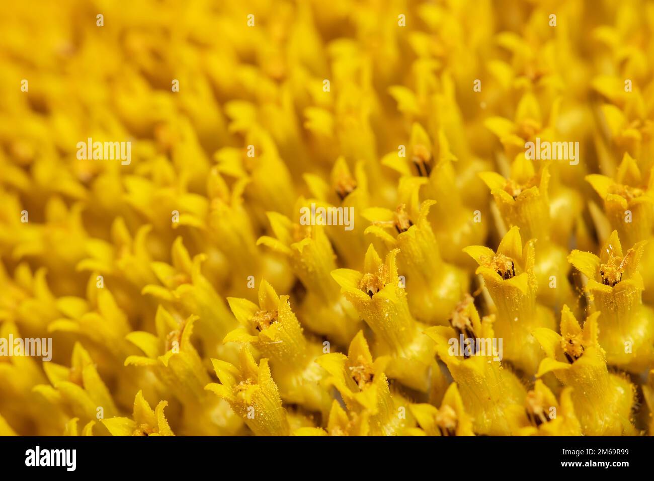 Sunflower texture and background. Texture of sunflower pollen. Macro ...