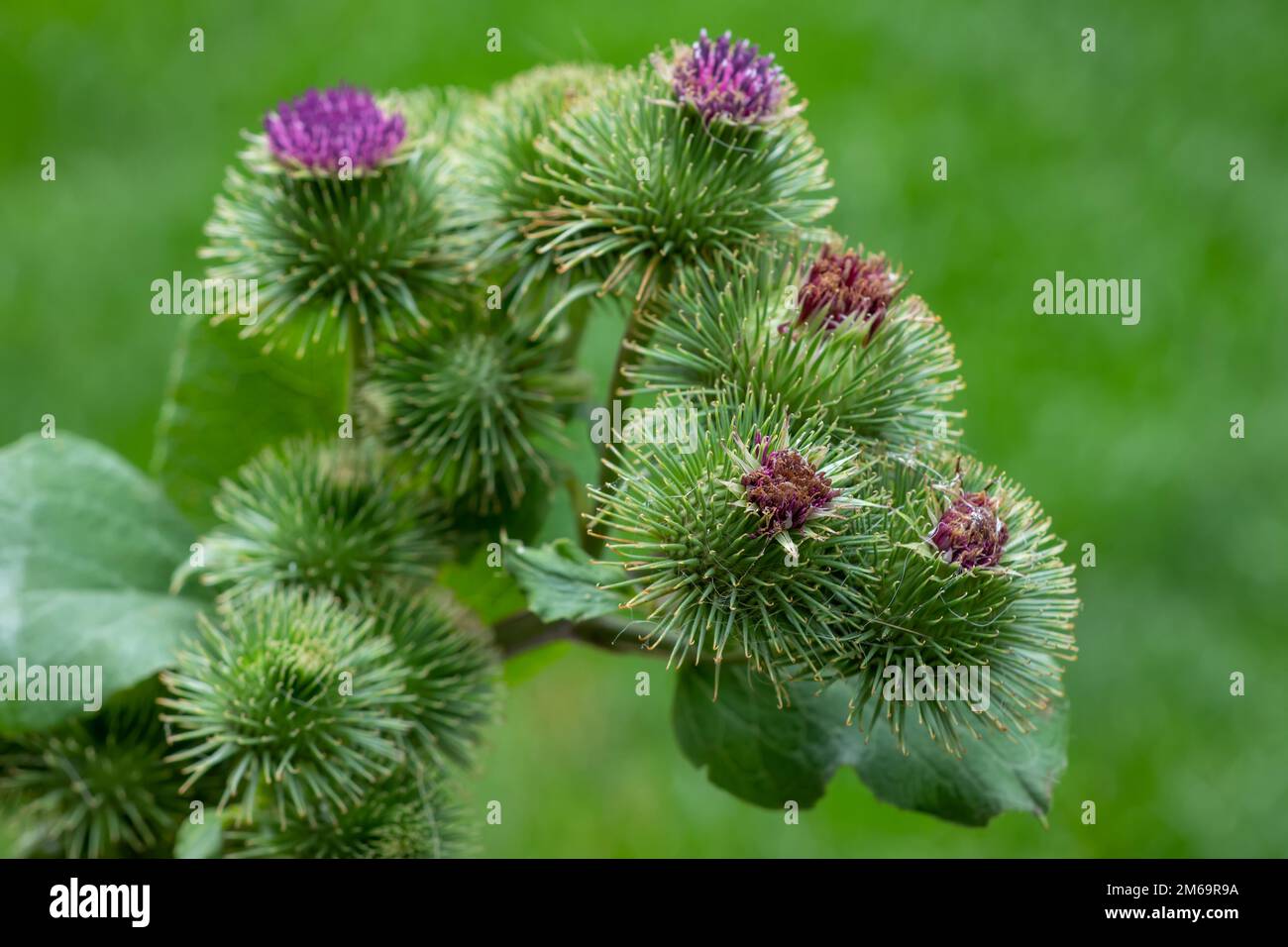 A burdock plant in the summer sunshine, with a shallow depth of field Stock Photo - Alamy