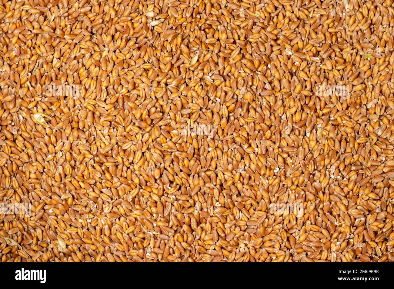 Hard red wheat hi-res stock photography and images - Alamy