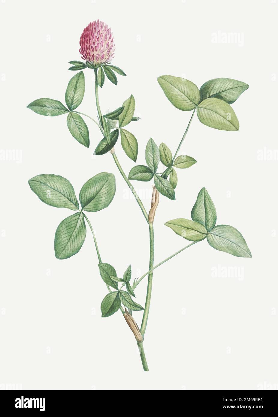 Vintage clover flower plant vector Stock Vector Image & Art - Alamy