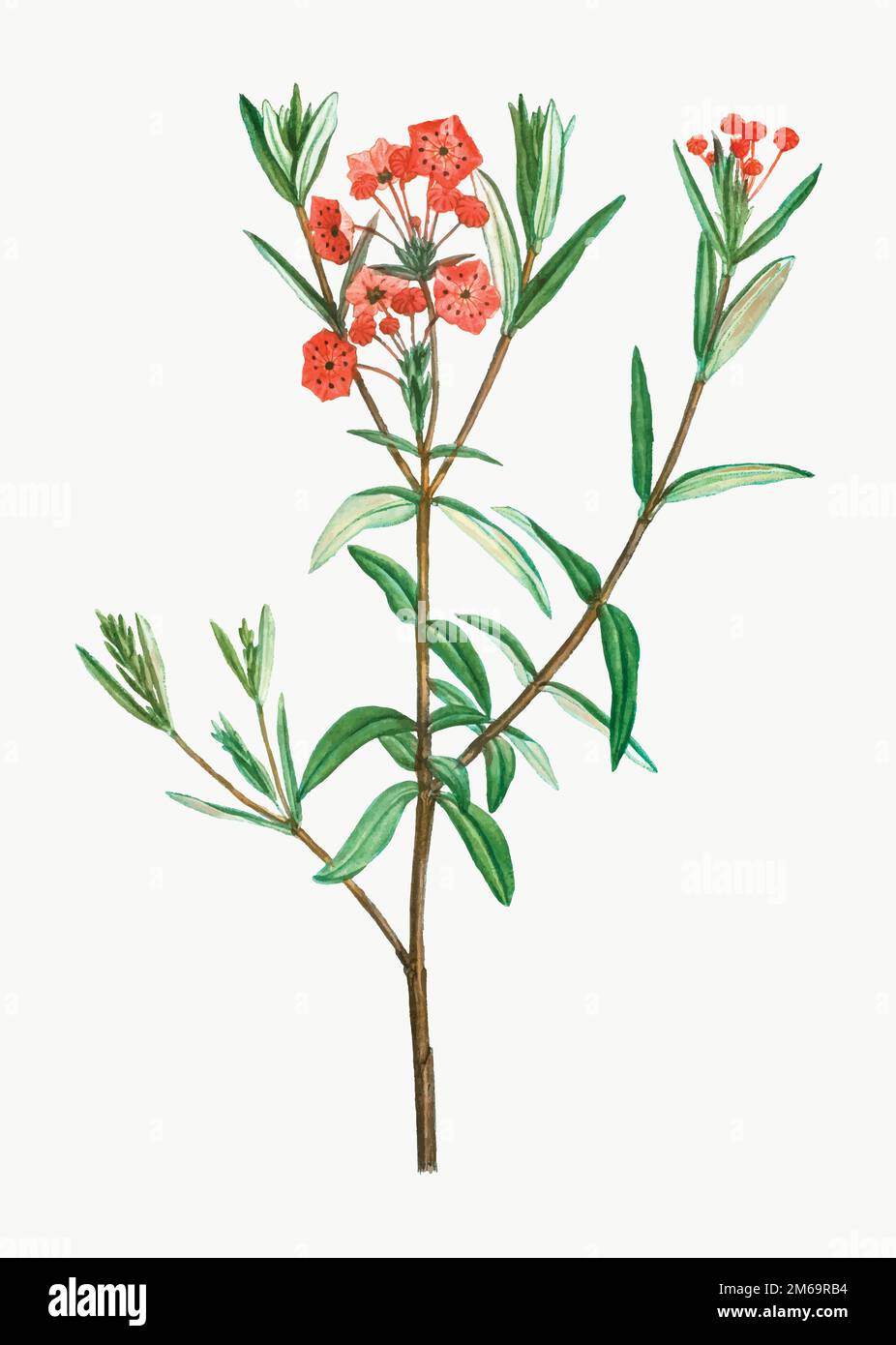 Kalmia historical hi-res stock photography and images - Alamy
