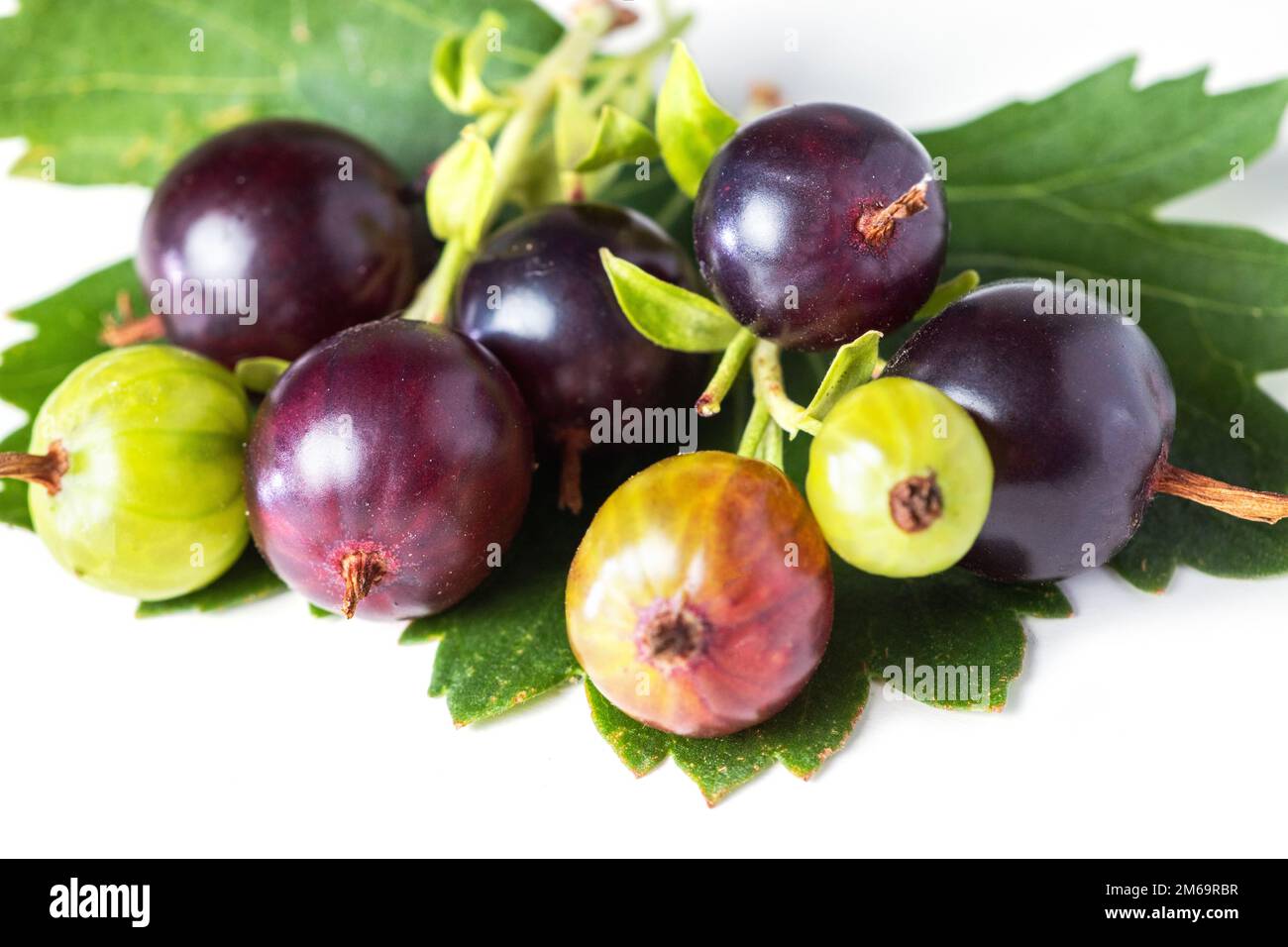 Jostaberry branch isolated on white background. close up Stock Photo ...