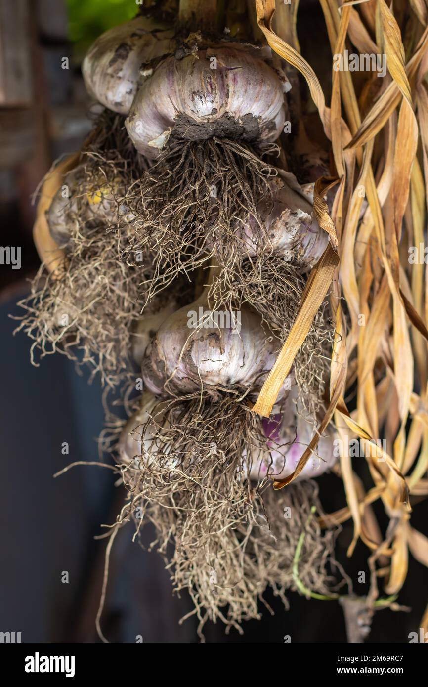 Garlic in bundles dried under roof of rural house. Organic product ...