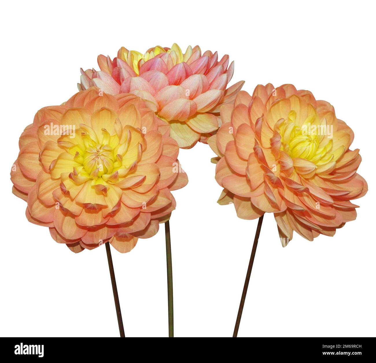 Dahlia blossom Cut Out Stock Images & Pictures - Alamy