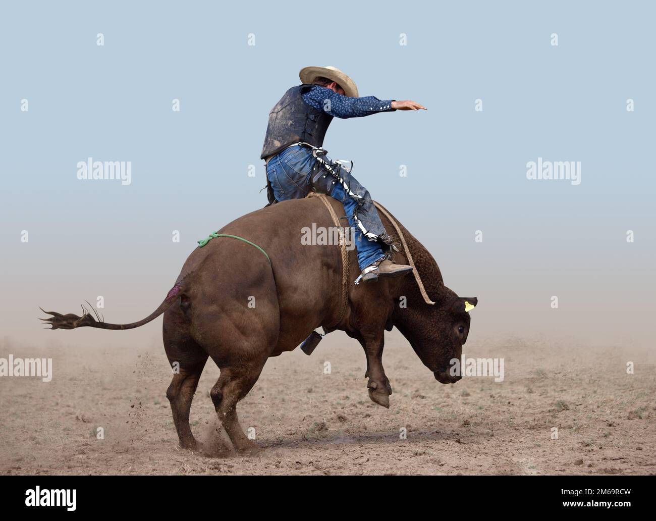 Bull wrestling hi-res stock photography and images - Alamy