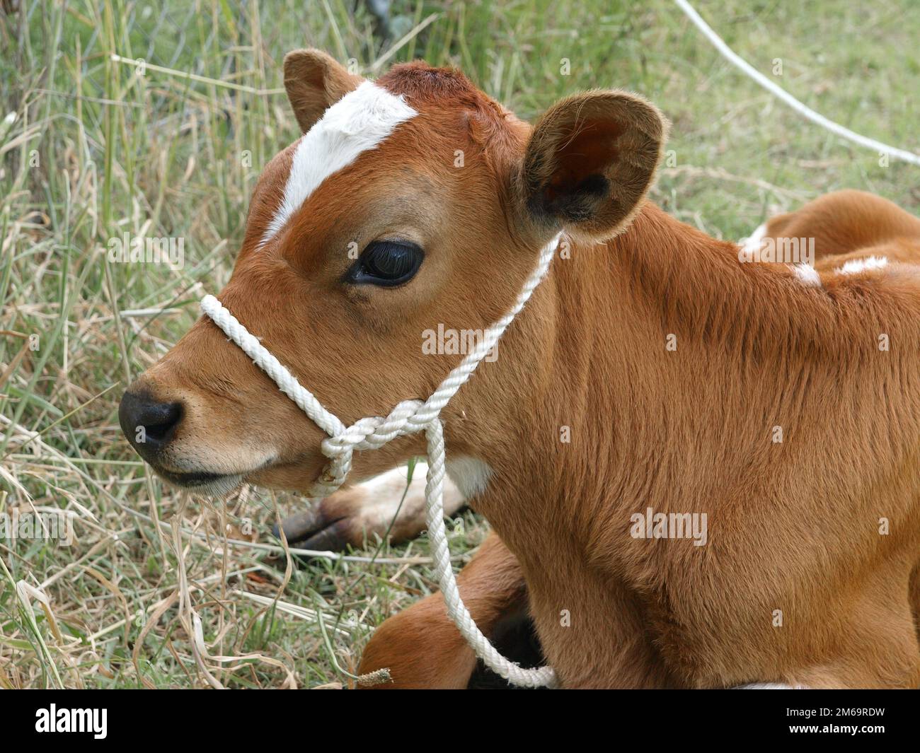 Red and White Calf Stock Photo - Alamy