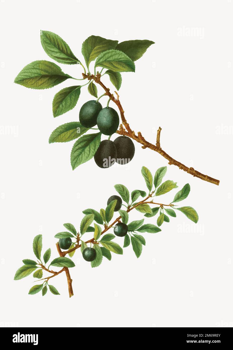 Blackthorn tree Stock Vector Images - Alamy