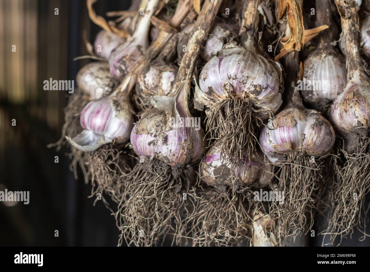 Photo food garlic bulb. Background texture Plant vegetable garlic Stock ...