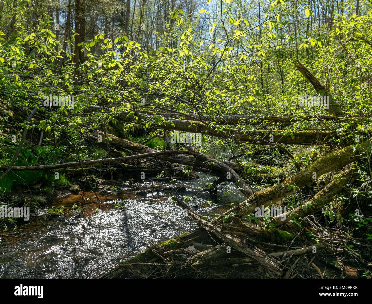 spring landscape from a small river, a lot of bright grass on the bank ...