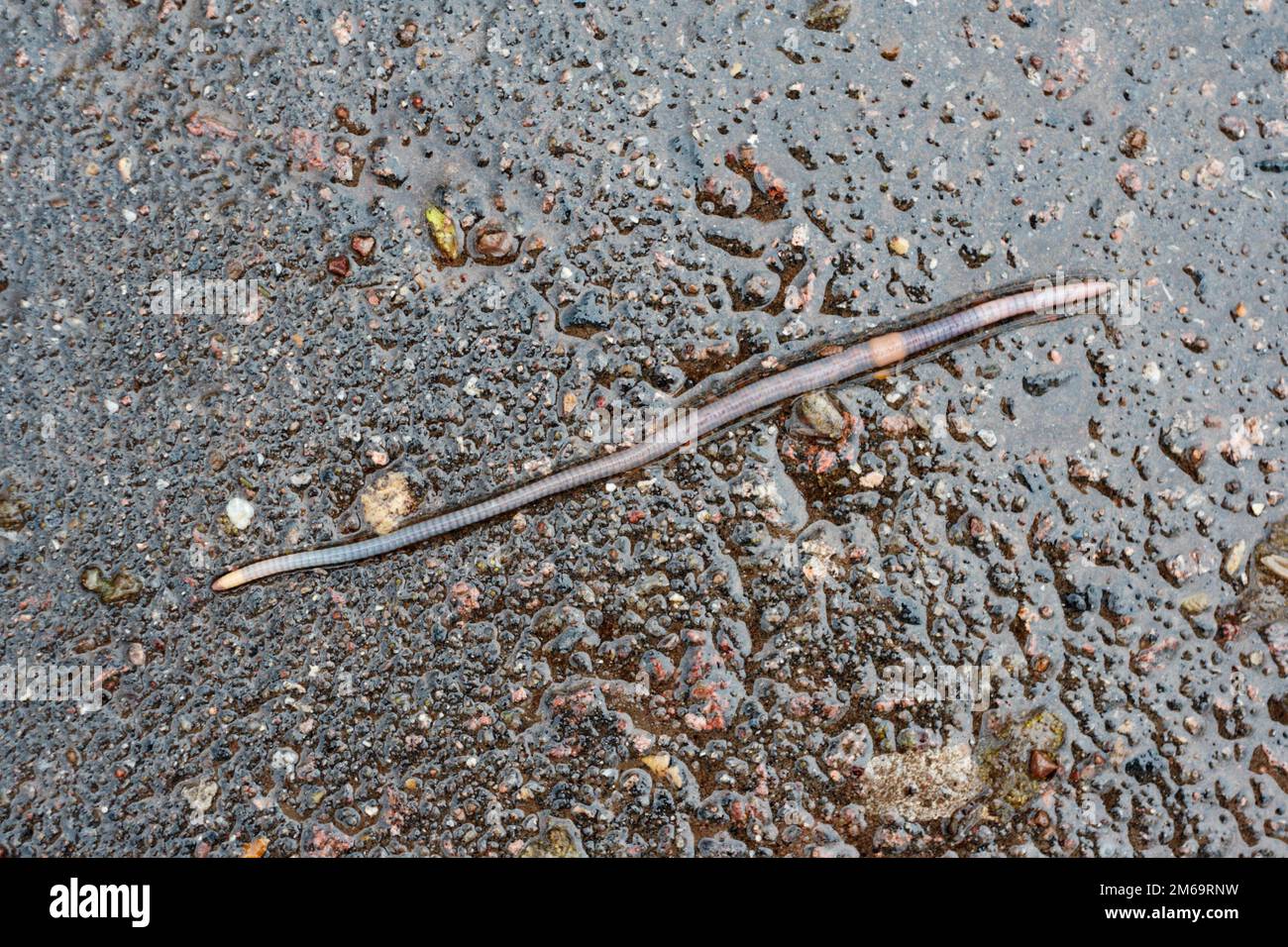 Rain worm hi-res stock photography and images - Alamy