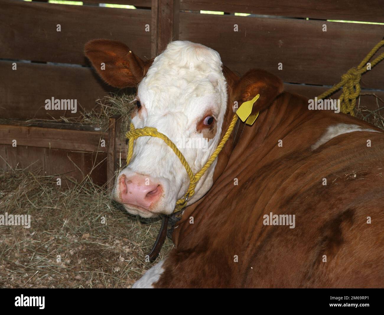 Simmental cow hi-res stock photography and images - Alamy
