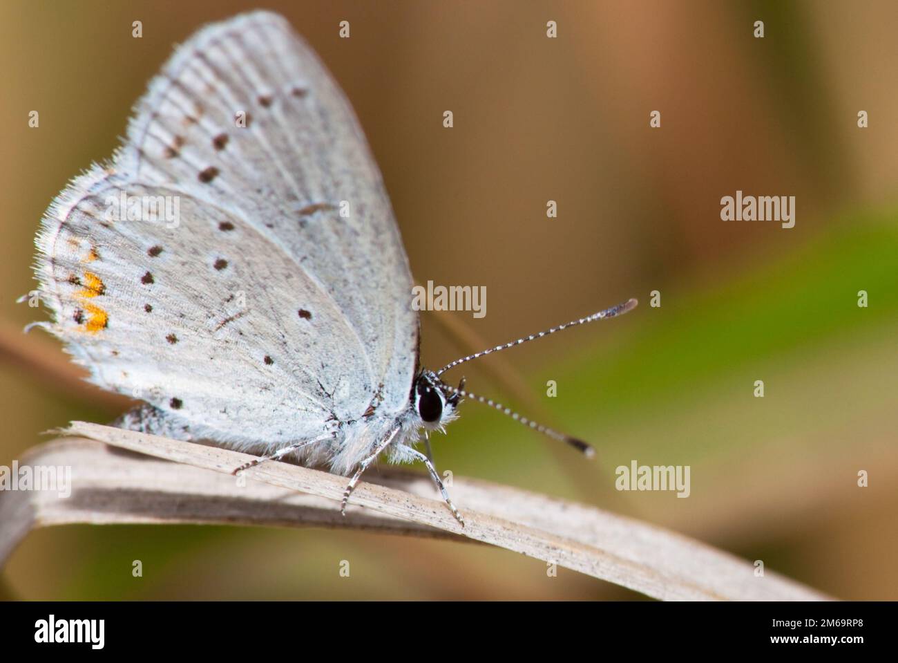 Scalewing hi-res stock photography and images - Alamy