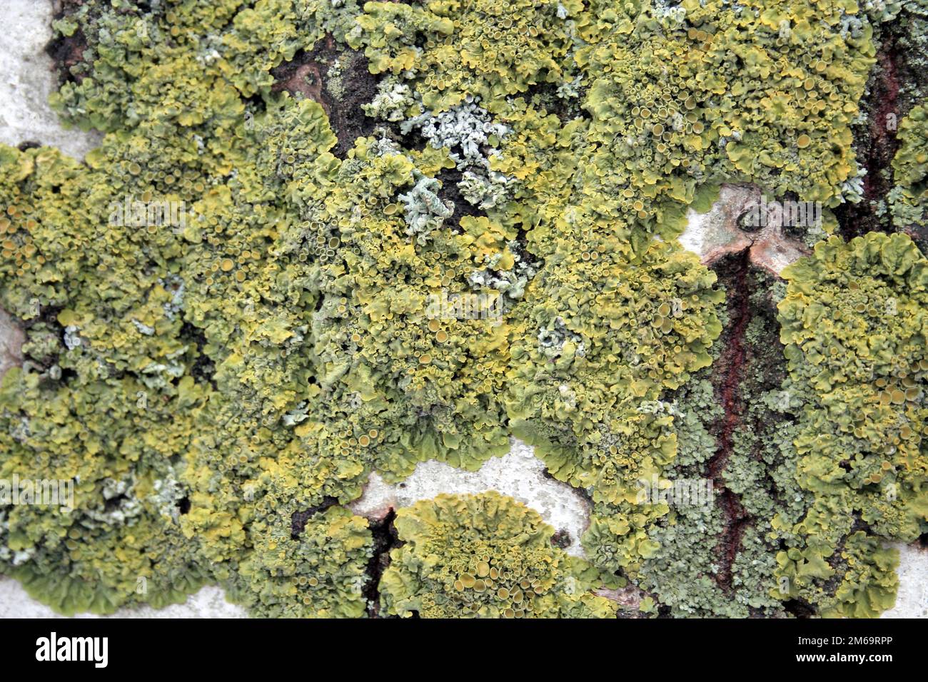 Lichen covering trees hi-res stock photography and images - Alamy