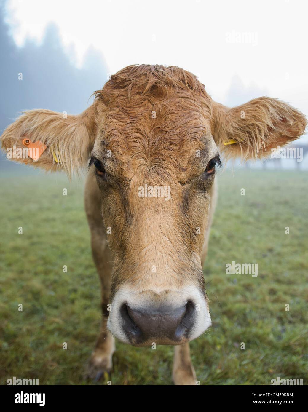 Tierfoto hi-res stock photography and images - Alamy