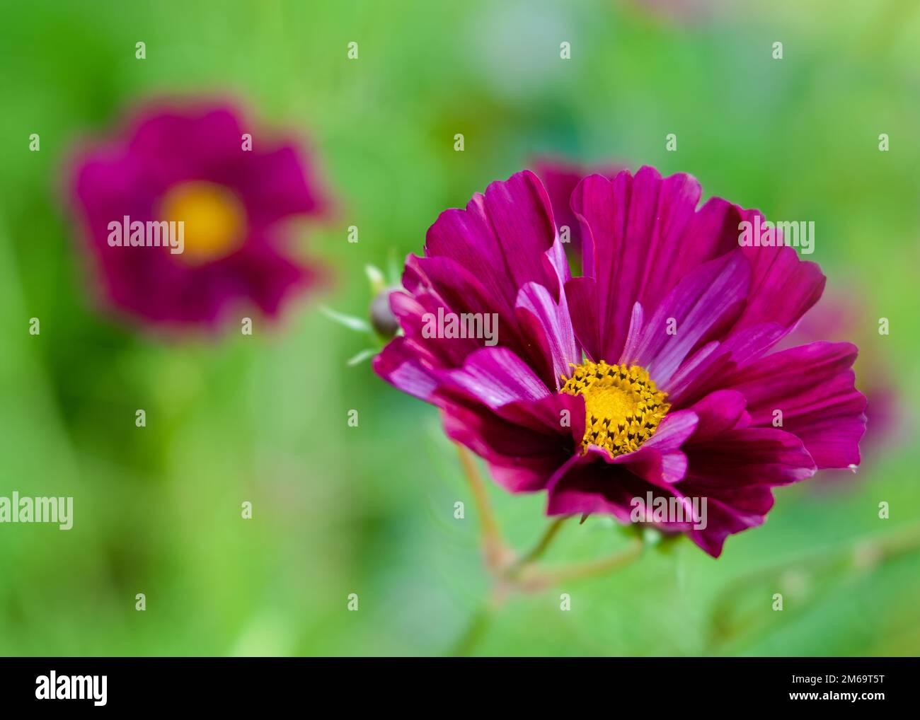 Double violet pink cosmos in the summer garden Stock Photo - Alamy