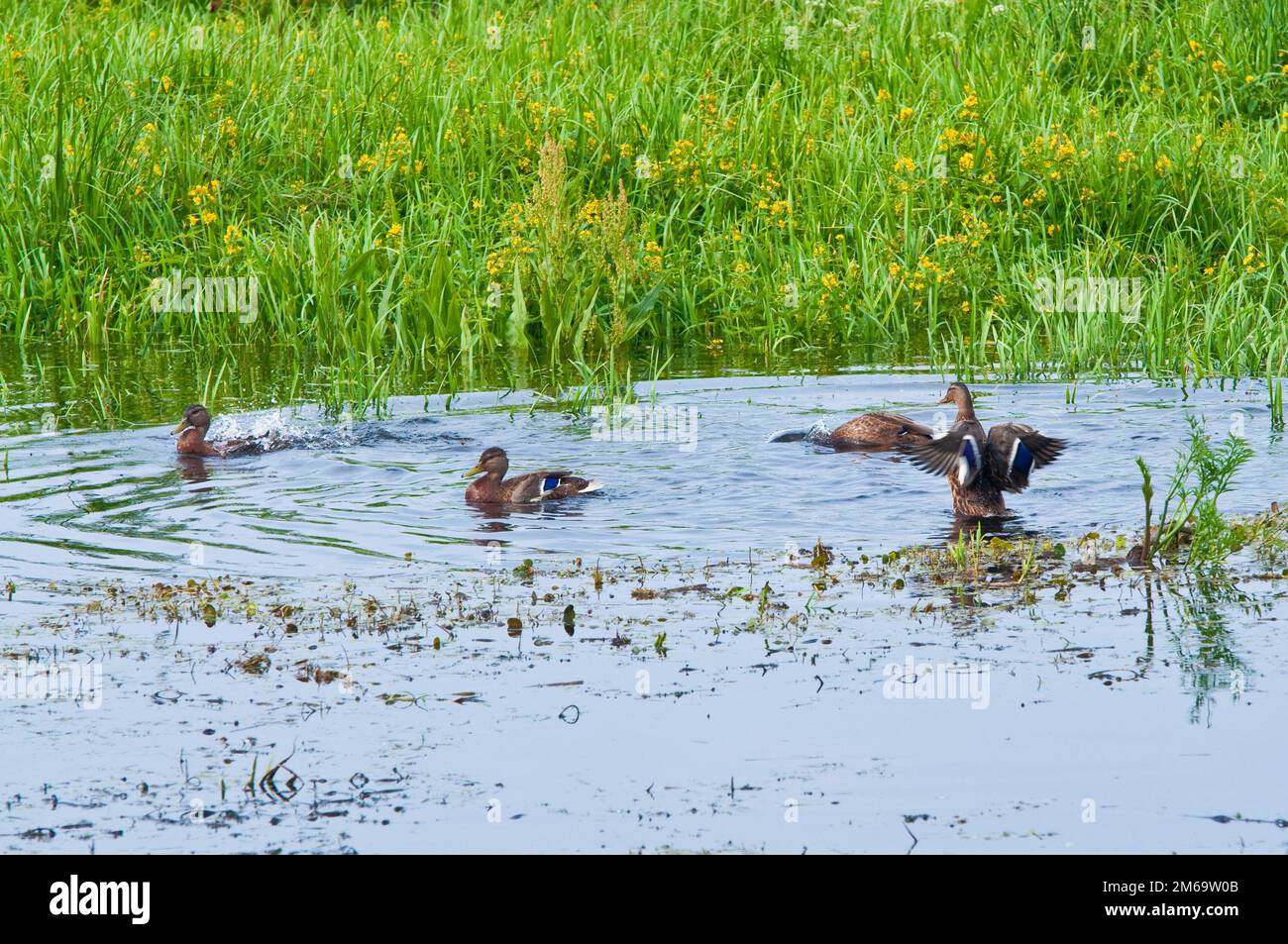 Duck and reeds hi-res stock photography and images - Alamy