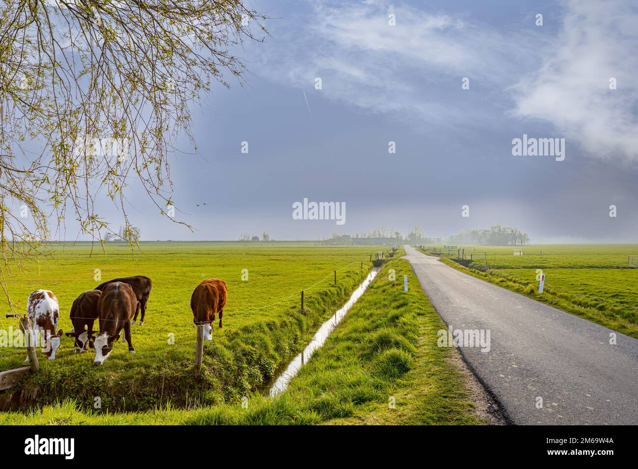 free range cows for organic milk farming selective focus background ...
