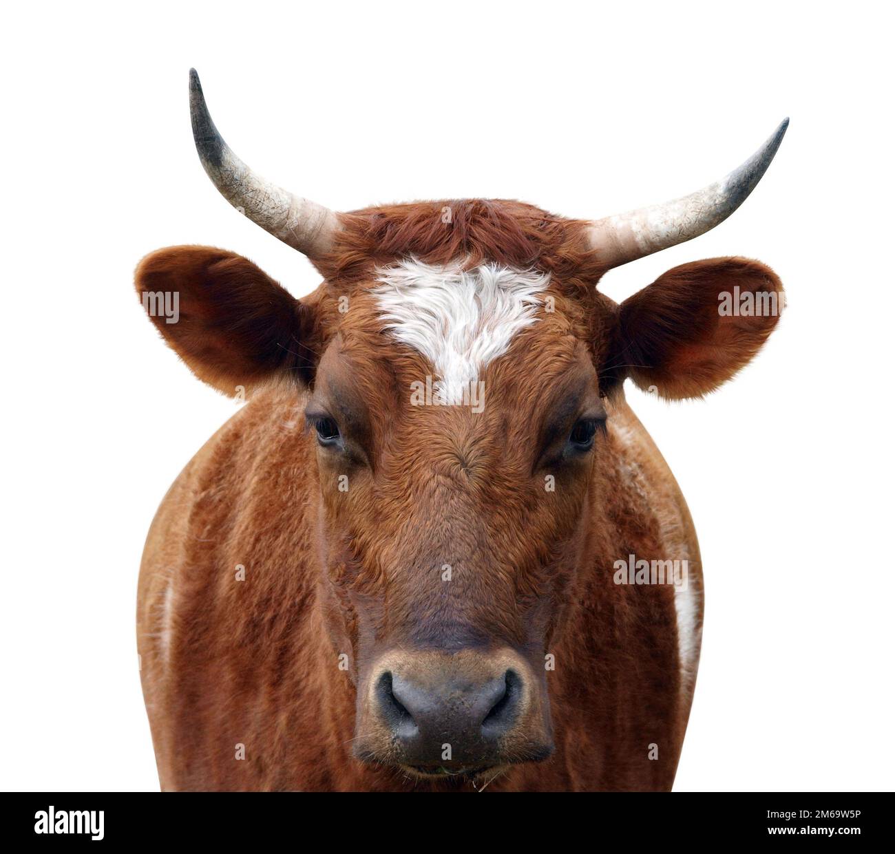 Ayrshire cow hi-res stock photography and images - Alamy
