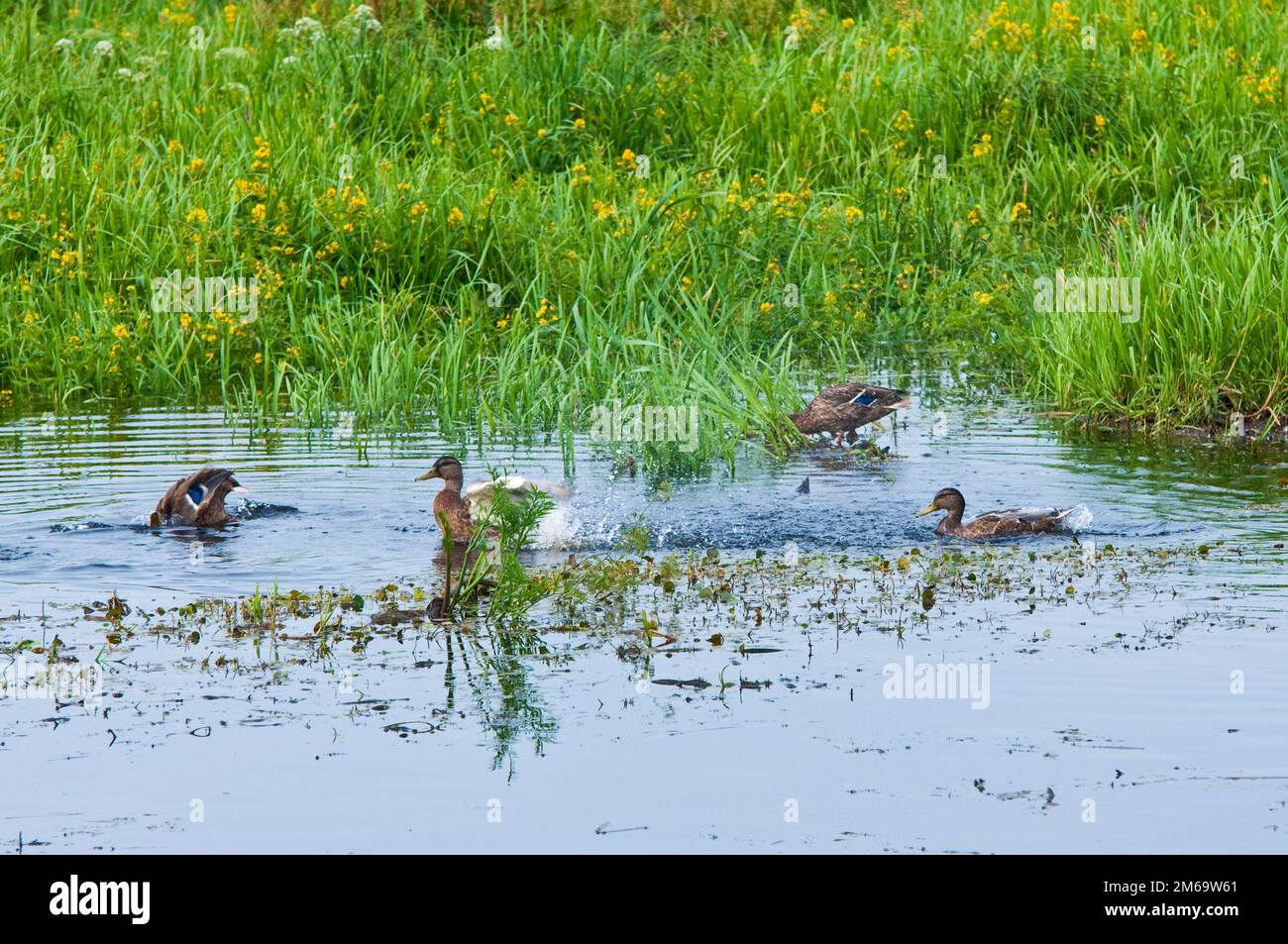 Duck and reeds hi-res stock photography and images - Alamy