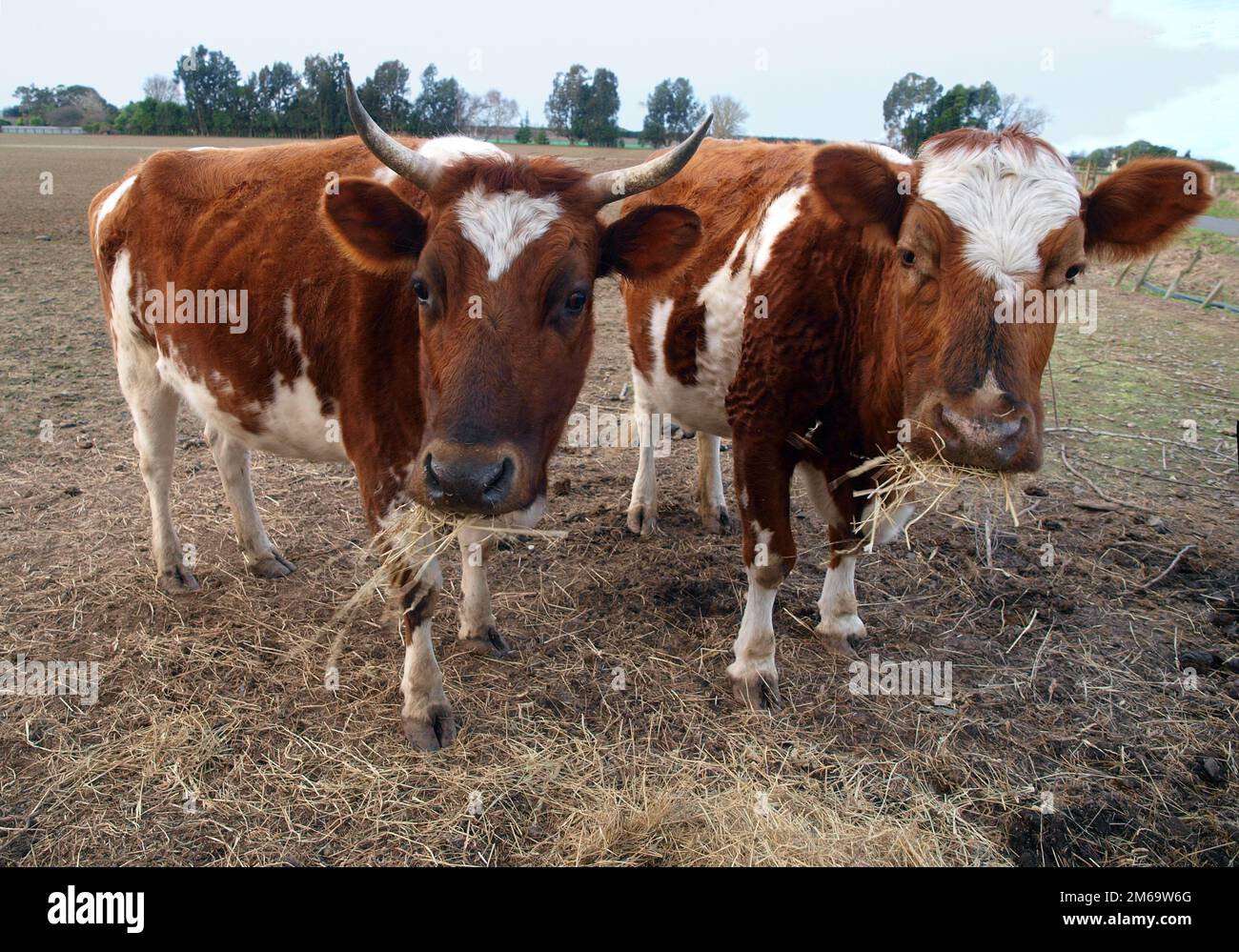 Two Ayrshire Cows Eating Hay Stock Photo - Alamy