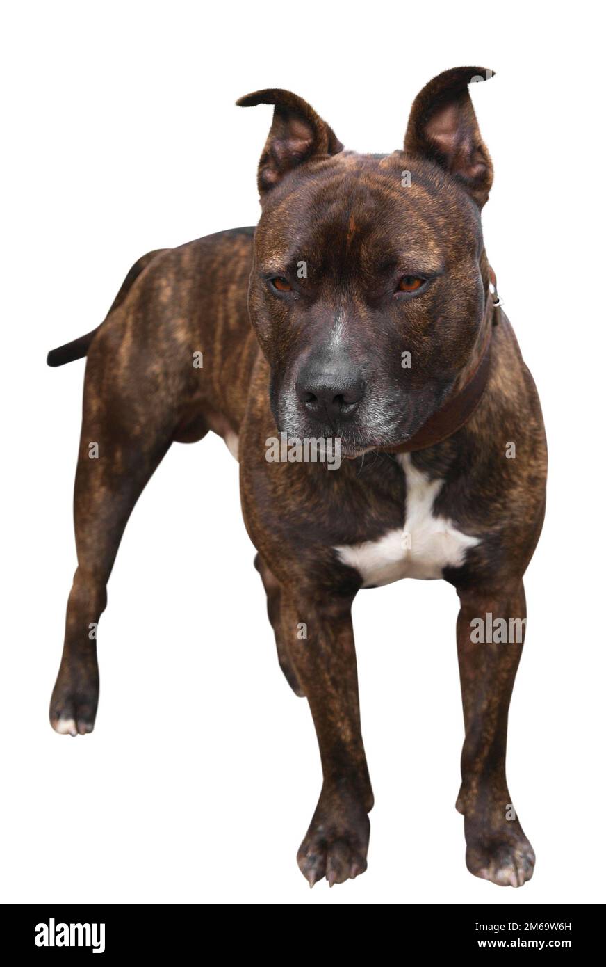 Red staffy Cut Out Stock Images & Pictures - Alamy